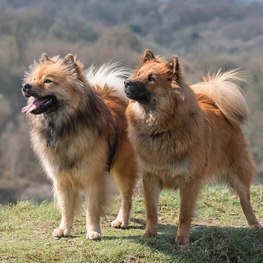 Eurasier Dog Breed Information | Purina UK